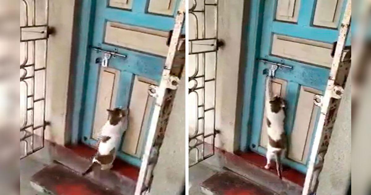 YouTube viral: gato regresa después de horas tras escapar de casa y ...