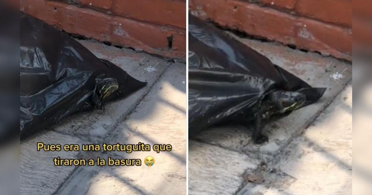 TikTok viral: joven encuentra a tortuga dentro de una bolsa de basura y ...