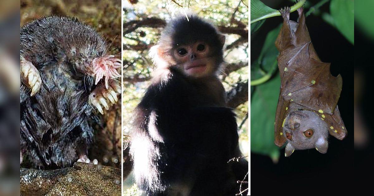 Animales más raros del mundo: lista con 7 de estas extrañas criaturas ...