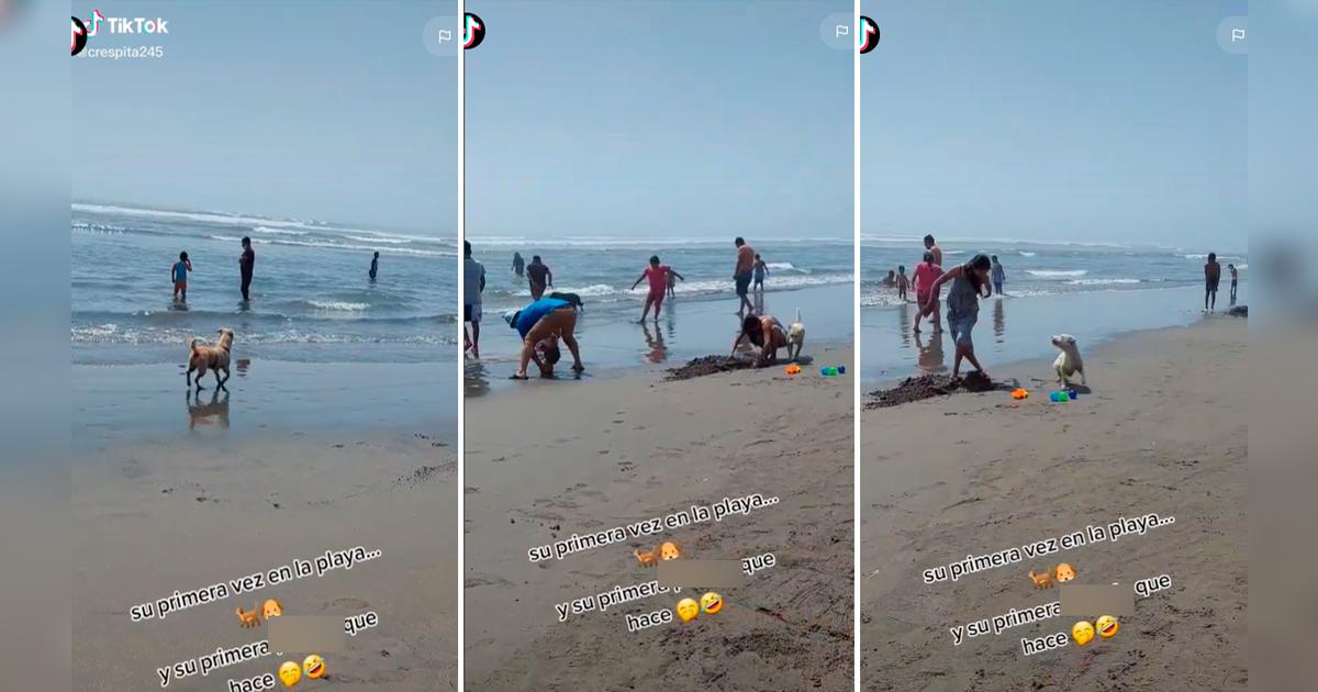 TikTok viral: perrito va a la playa por primera vez y al no encontrar ...