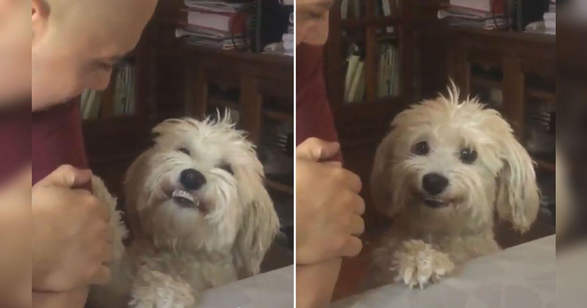 TikTok viral: perrito muestra su ‘sonrisa’ frente a toda su familia y ...