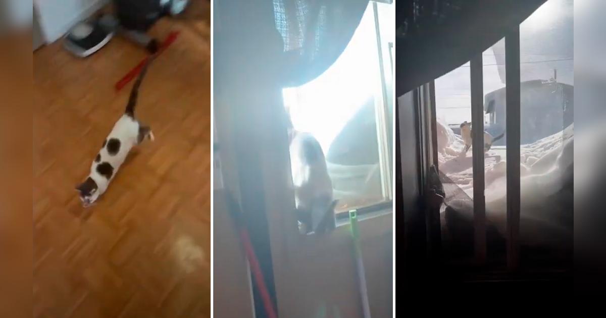 YouTube viral: gato sorprende en YouTube al abrir la ventana para ...