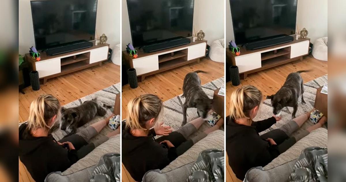YouTube viral: Perro sorprende en YouTube al alcanzarle papel a su ...