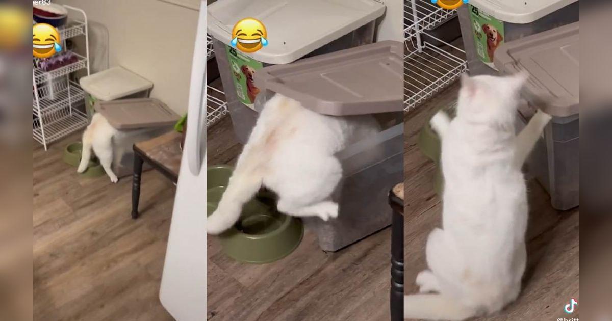 TikTok viral: joven descubre a su gato ‘robando’ comida del recipiente ...