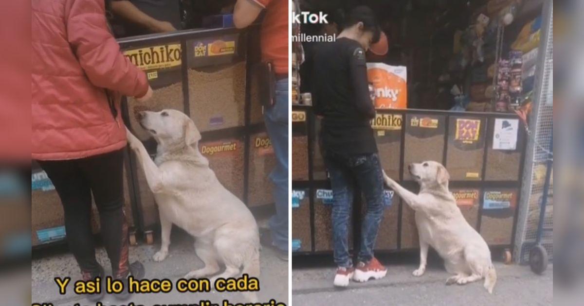 Facebook viral: perrito se para en una tienda de comida y ‘pide’ a cada ...