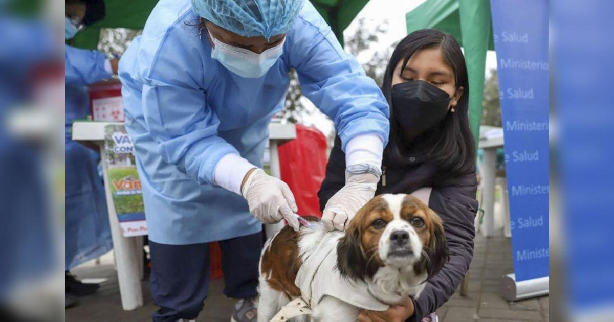 Hasta el 22 de marzo podrás vacunar a tu perro contra la rabia ...