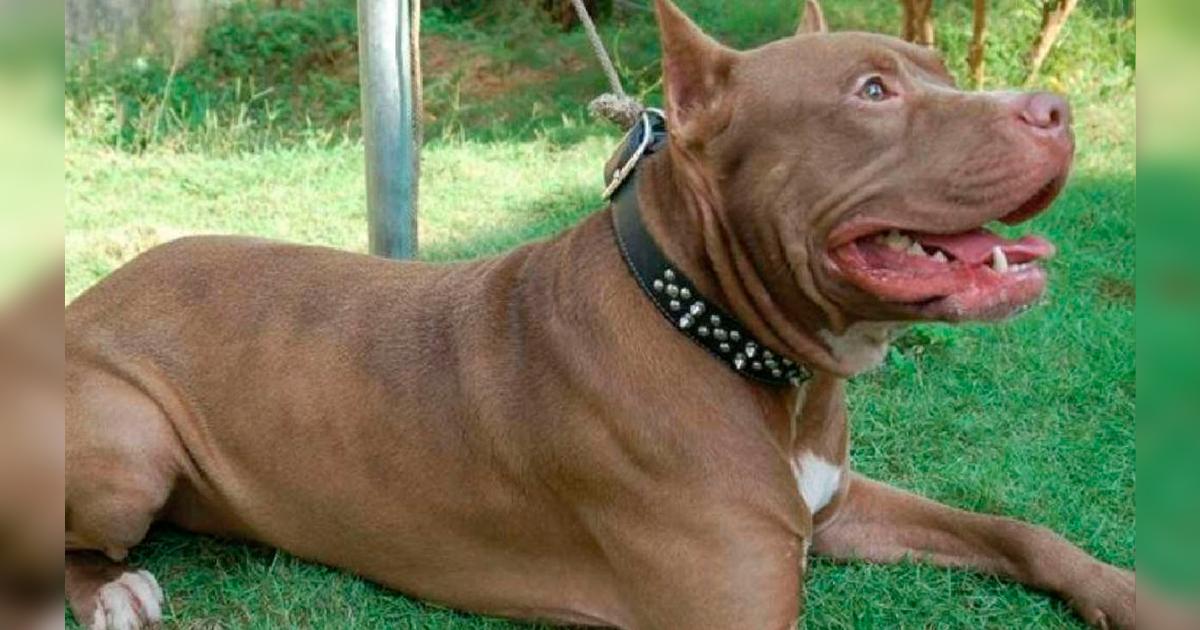 Inglaterra: Bella-Rae Birch, la bebé de 1 año que murió tras ser ...