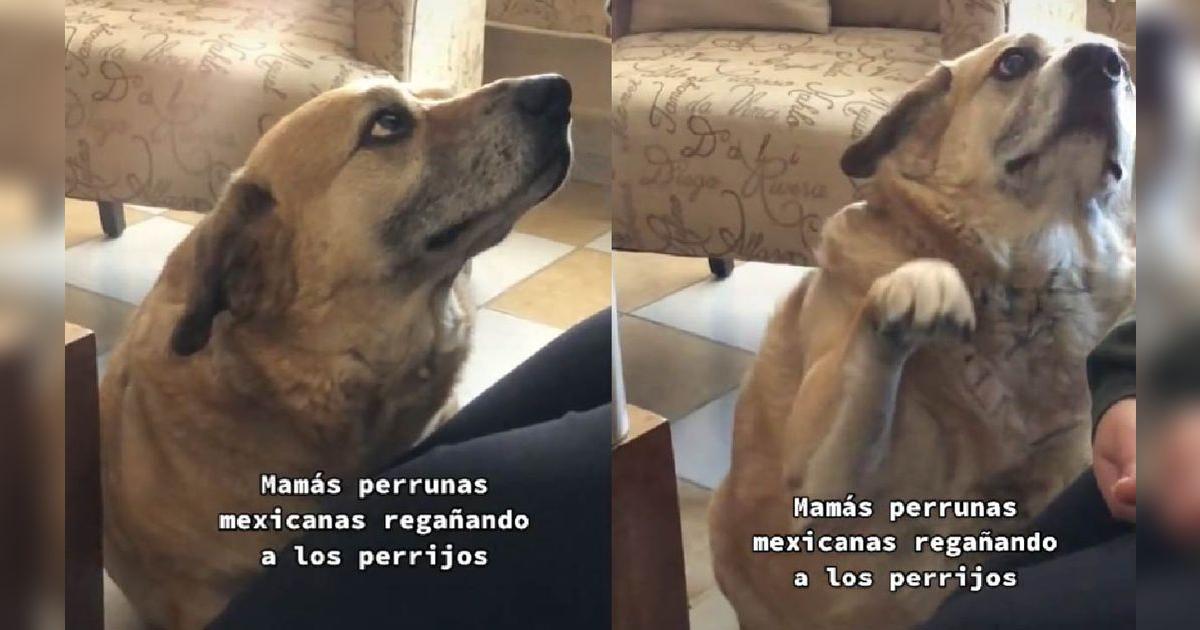 TikTok viral: perrito da la patita a su dueña para ‘pedir perdón’ y ...