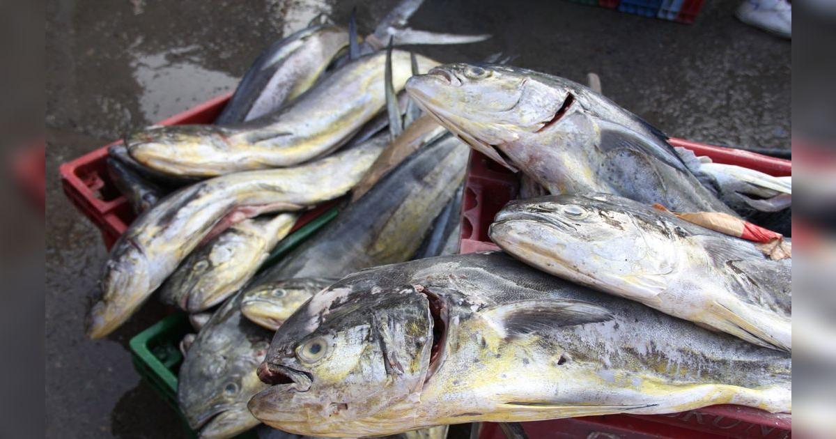 Produce: Establece límite máximo total de captura del recurso de Perico ...
