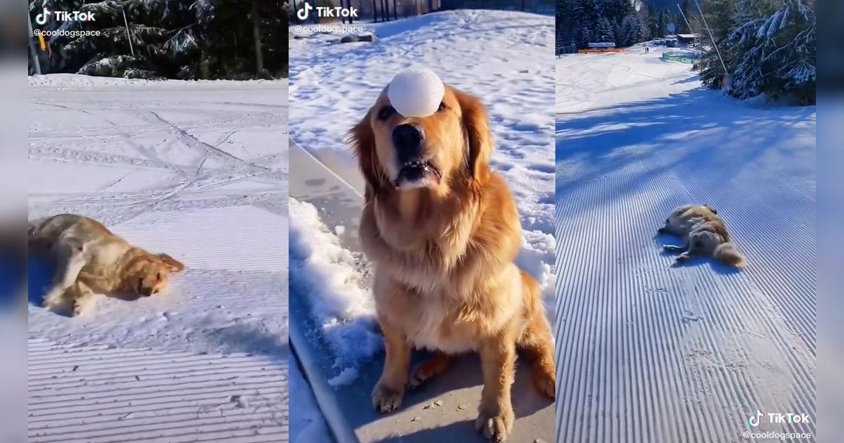TikTok viral: adorable perrito demuestra lo mucho que adora la nieve y ...