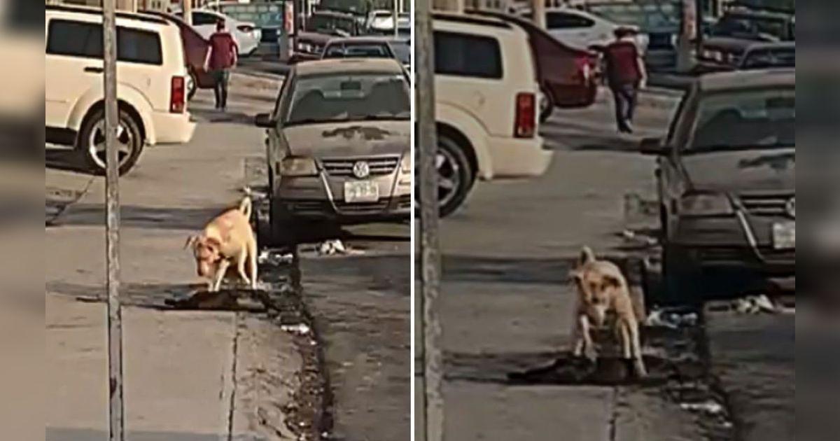 YouTube viral: perro conmueve en YouTube al intentar reanimar a su ...