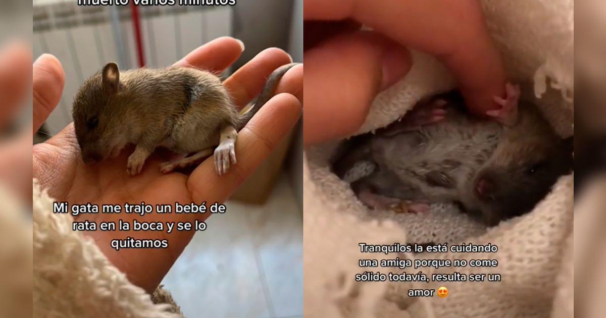 TikTok viral: joven encuentra una rata bebé en la boca de su gata, la ...