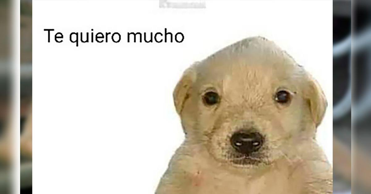 ¿Qué pasó con el perrito que protagoniza el meme “Te quiero mucho ...