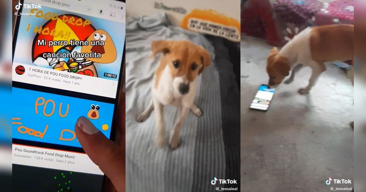 TikTok viral: perrito se emociona cada vez que su dueña reproduce su ...