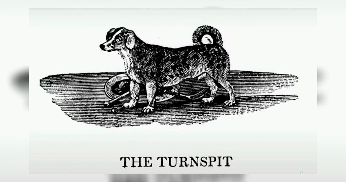TikTok viral: turnspit, la historia de una raza de perro que se ...