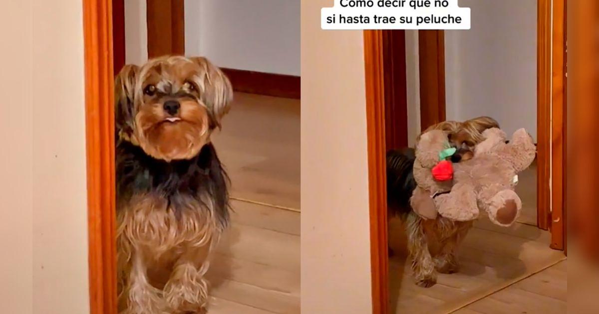 TikTok viral: perrito lleva peluche al cuarto de su dueña para ...