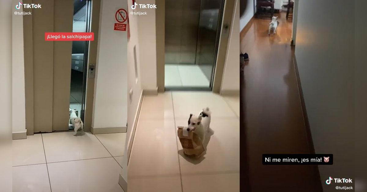 TikTok viral: perrito aprende a recoger el delivery que repartidor ...