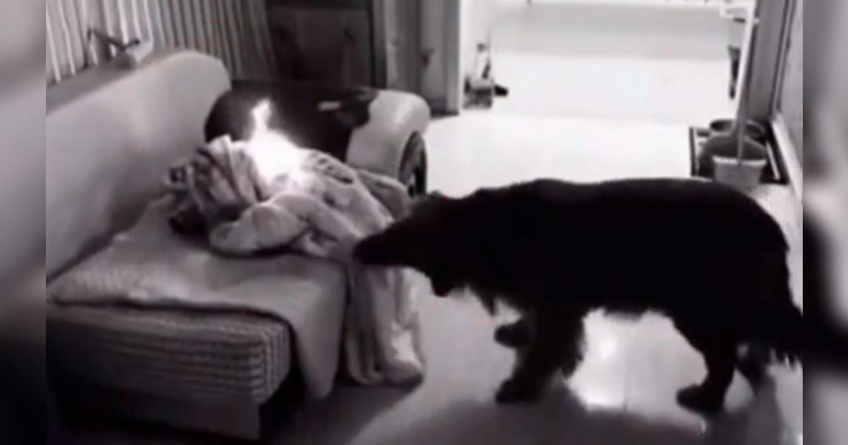 TikTok viral: perrito impacta al mundo tras evitar que se incendie su ...