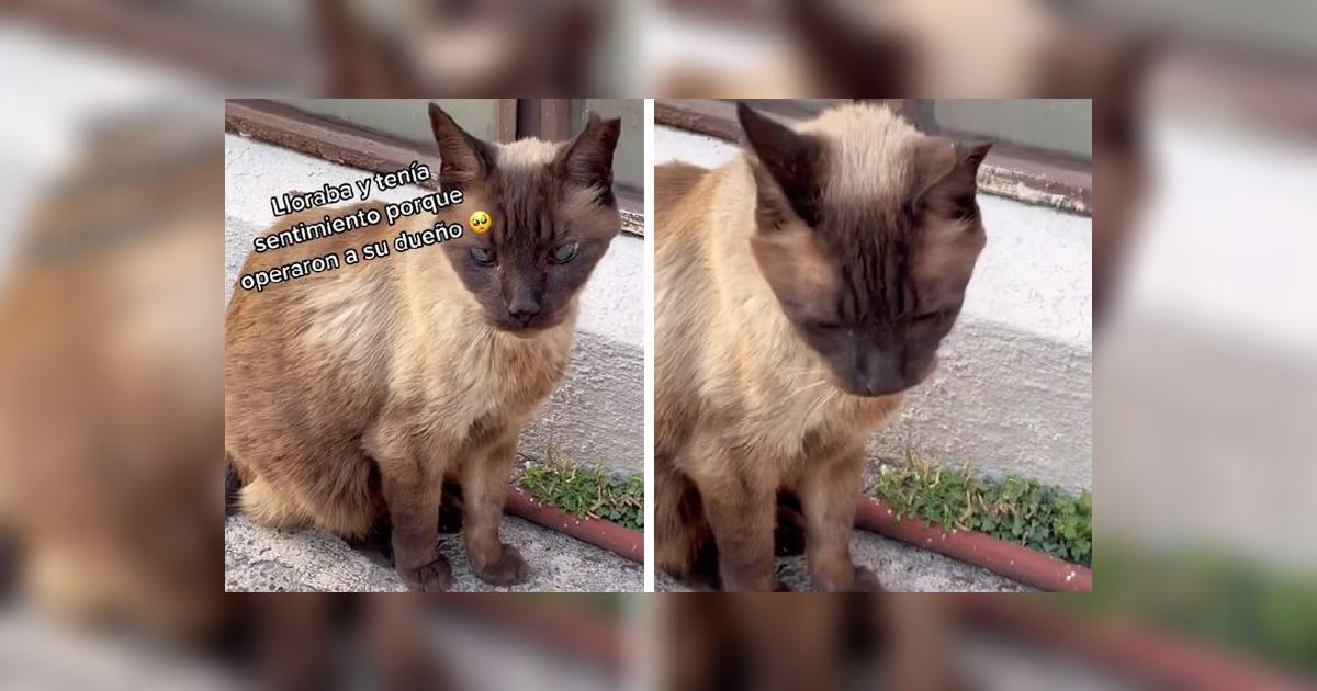 TikTok viral: gatito ‘llora’ desconsolado porque su dueño fue ...