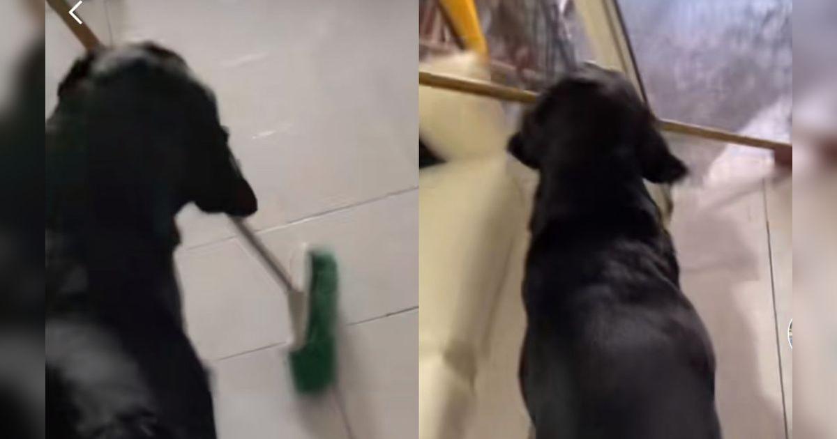TikTok viral: perrito hace las tareas domésticas con una escoba para ...
