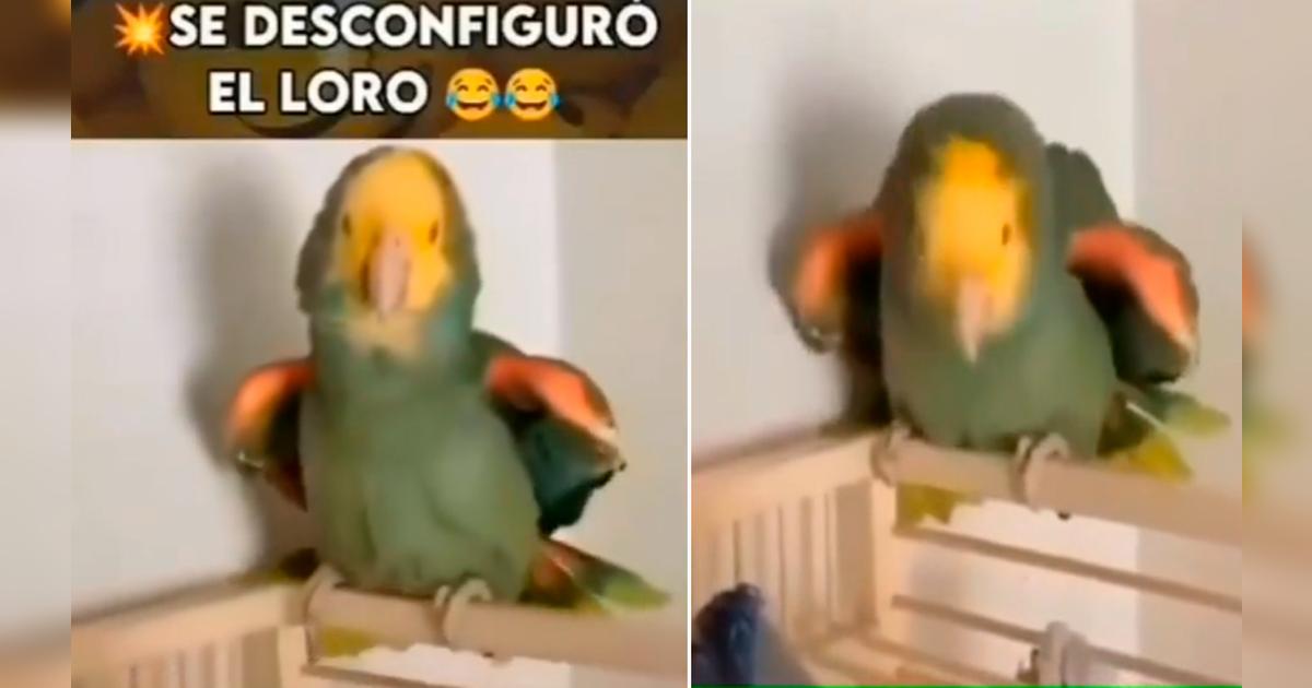 TikTok viral: Loro divierte a miles en TikTok al imitar el ladrido de ...