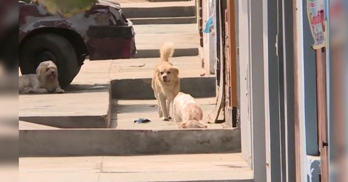 San Juan de Miraflores: vecinos denuncian envenenamiento masivo de perros | PNP | asaltos ...