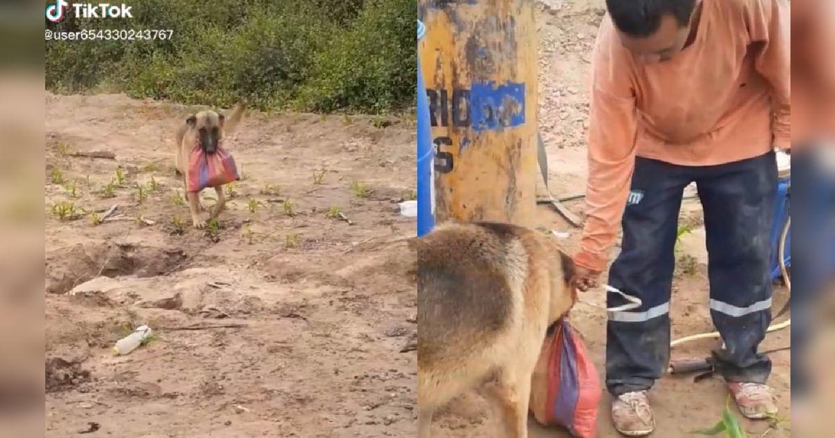 TikTok viral: perrito recorre el campo para llevar el desayuno a su ...