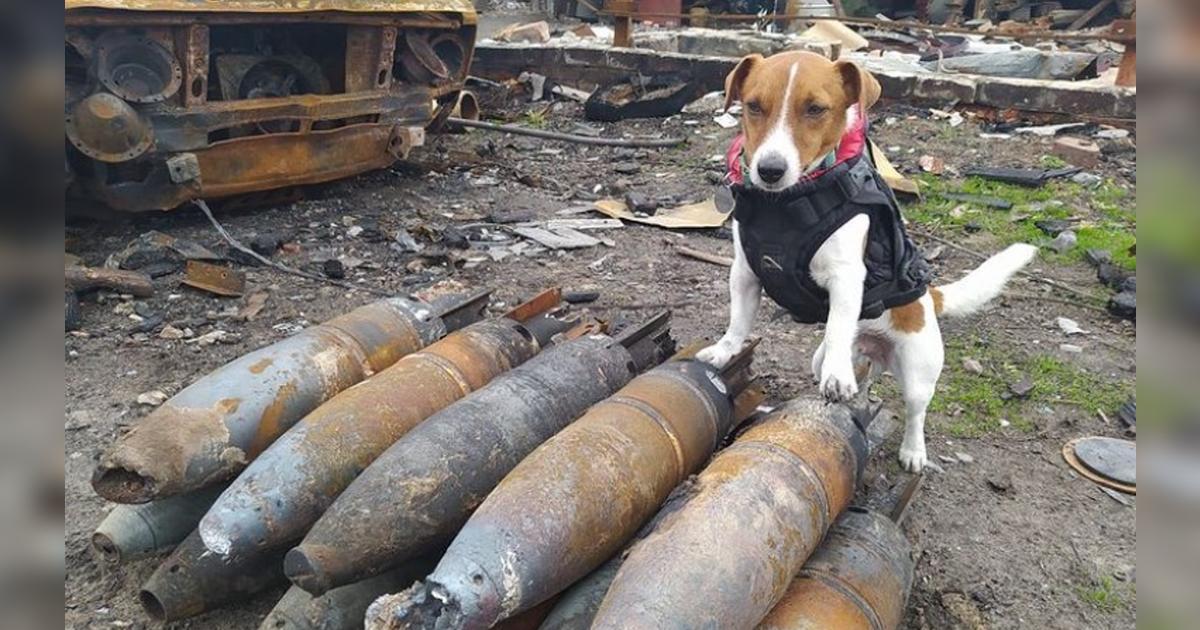Guerra en Ucrania: Patron, el perrito que se convirtió en héroe por su ...