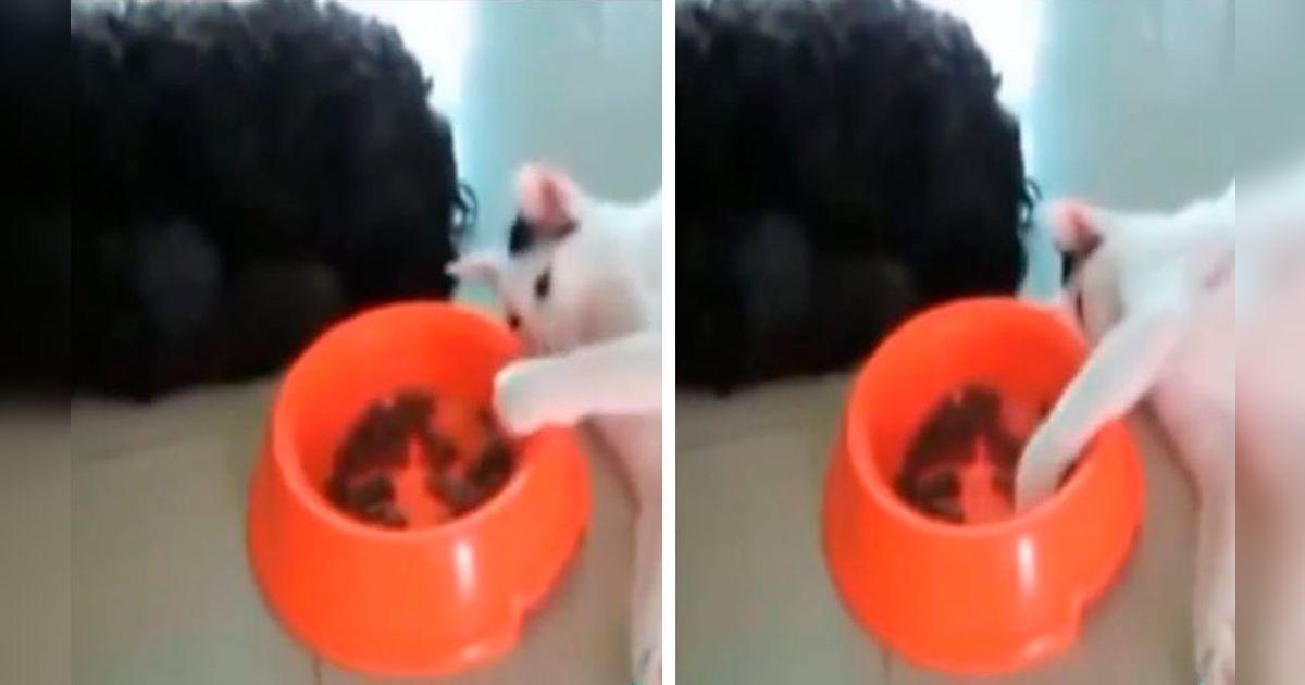 Facebook viral: gato roba la comida de un perro y se hace el dormido ...