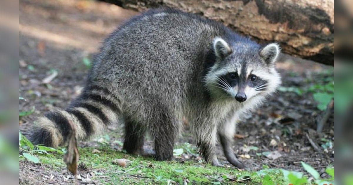 ¿Qué significa soñar con mapaches?: descubre todas las interpretaciones ...