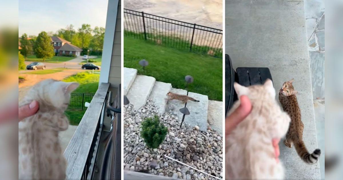 YouTube viral: gatita escucha el llanto de su cría a lo lejos y regresa ...