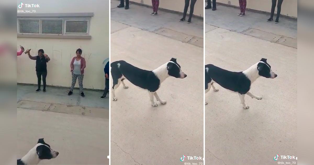 TikTok viral: perrito se une a clase de gimnasia y sorprende con su ...