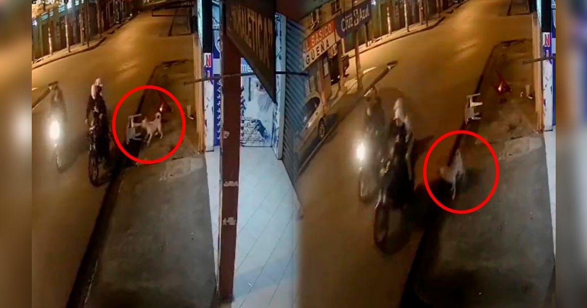Ecuador: Bruno, el perro héroe que murió por defender a sus dueños de ...