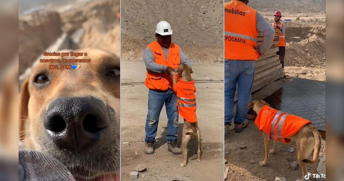 TikTok viral: Ing. Sam, el perrito que fue adoptado por trabajadores en ...