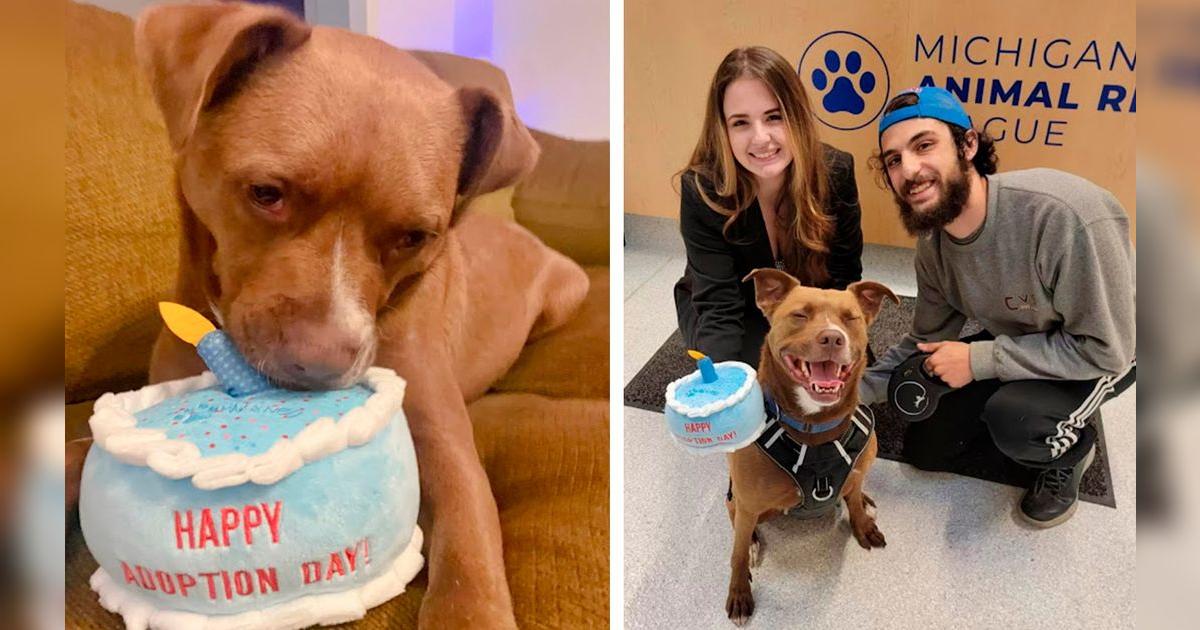 Facebook viral: perro posa feliz en su primera foto con su nueva ...