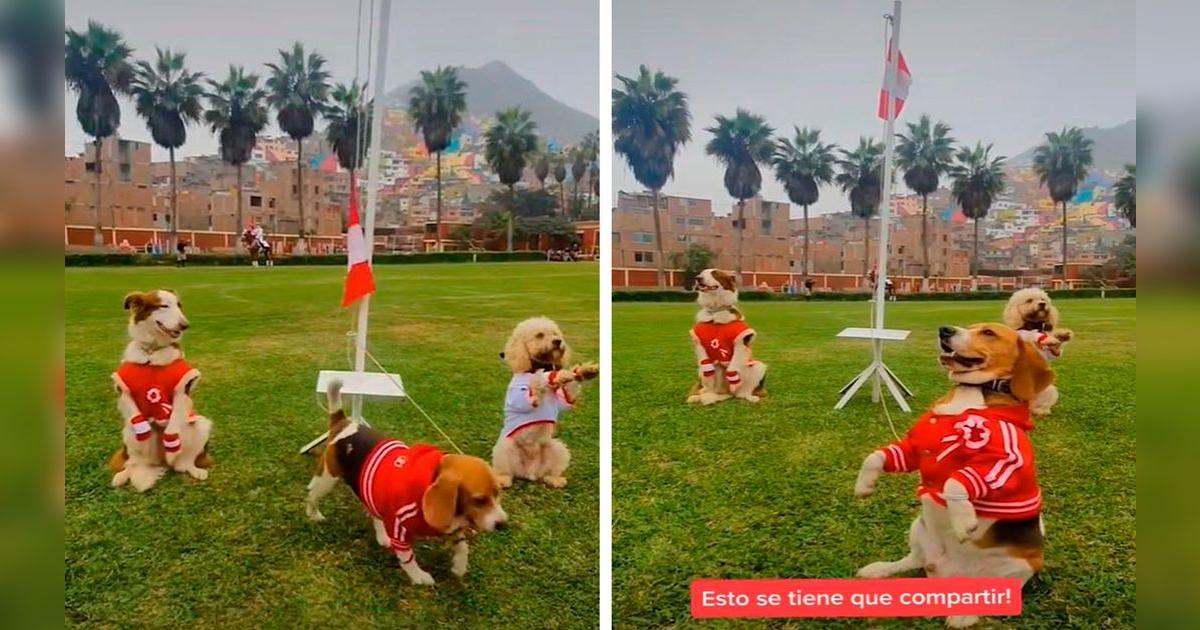 TikTok viral: perros celebraron el Día de la Bandera y demostraron su ...