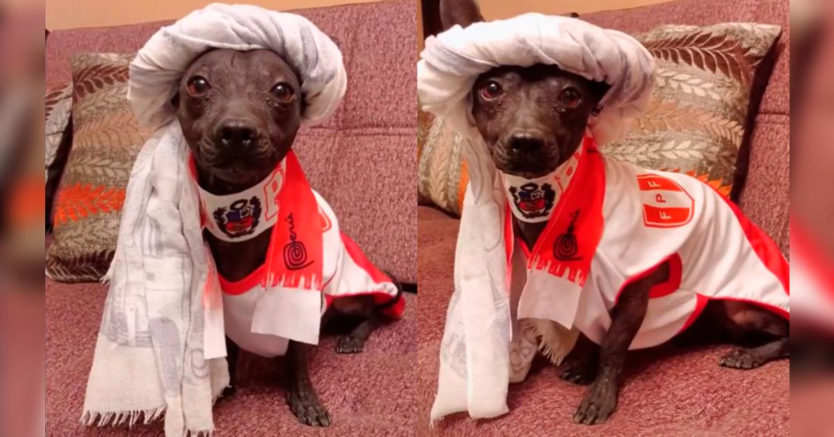 TikTok viral: perro con turbante qatarí y vestido con la camiseta ...