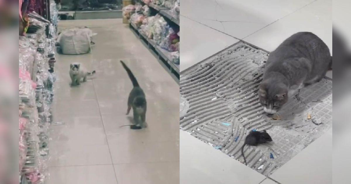 TikTok viral: gato es descubierto cazando un ratón en el pasillo de una ...