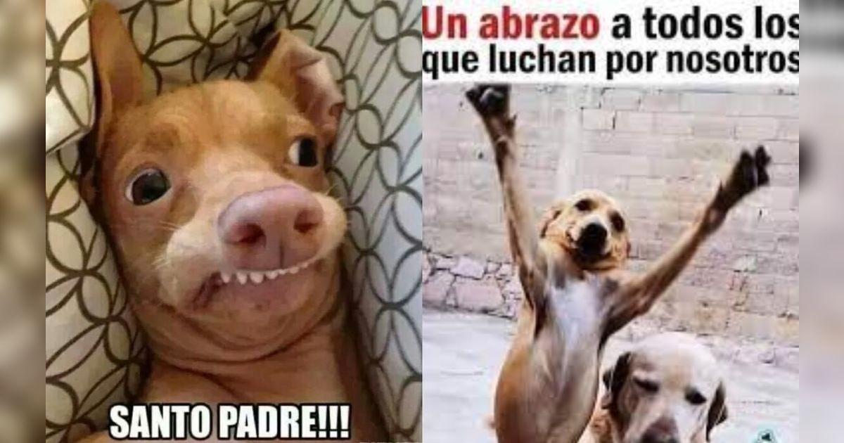 Día del Padre: perros con frases bonitas para los papás perrunos ...