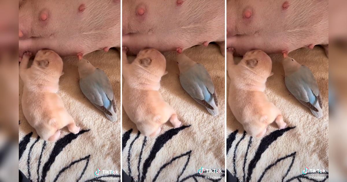 TikTok viral: lorito sorprende al beber leche de la mama de una perrita ...