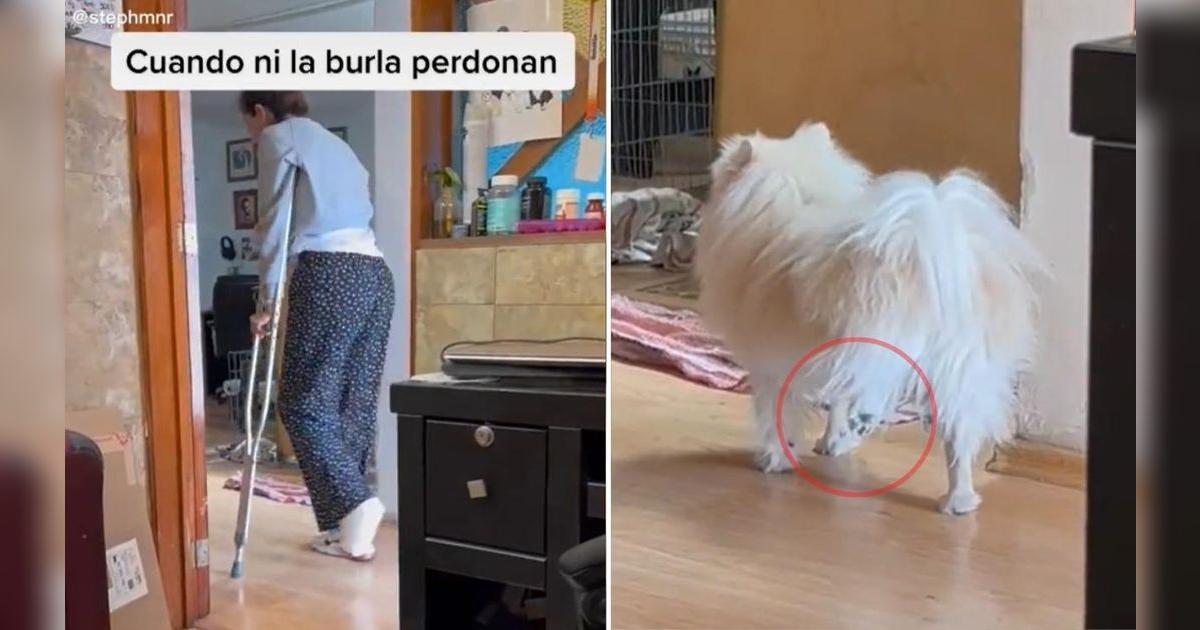 TikTok viral: perrito se ‘burla’ de su dueña con yeso en la pierna y ...