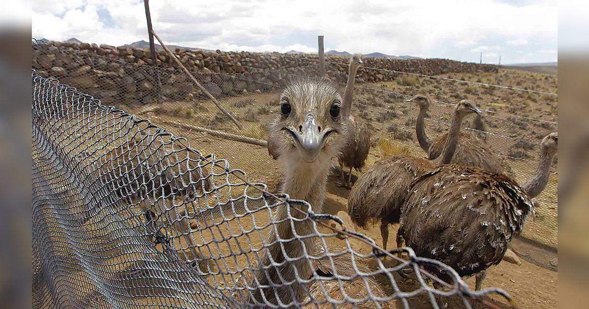 Puno: Iniciarán estudios sobre el suri, ave en peligro de su extinción ...