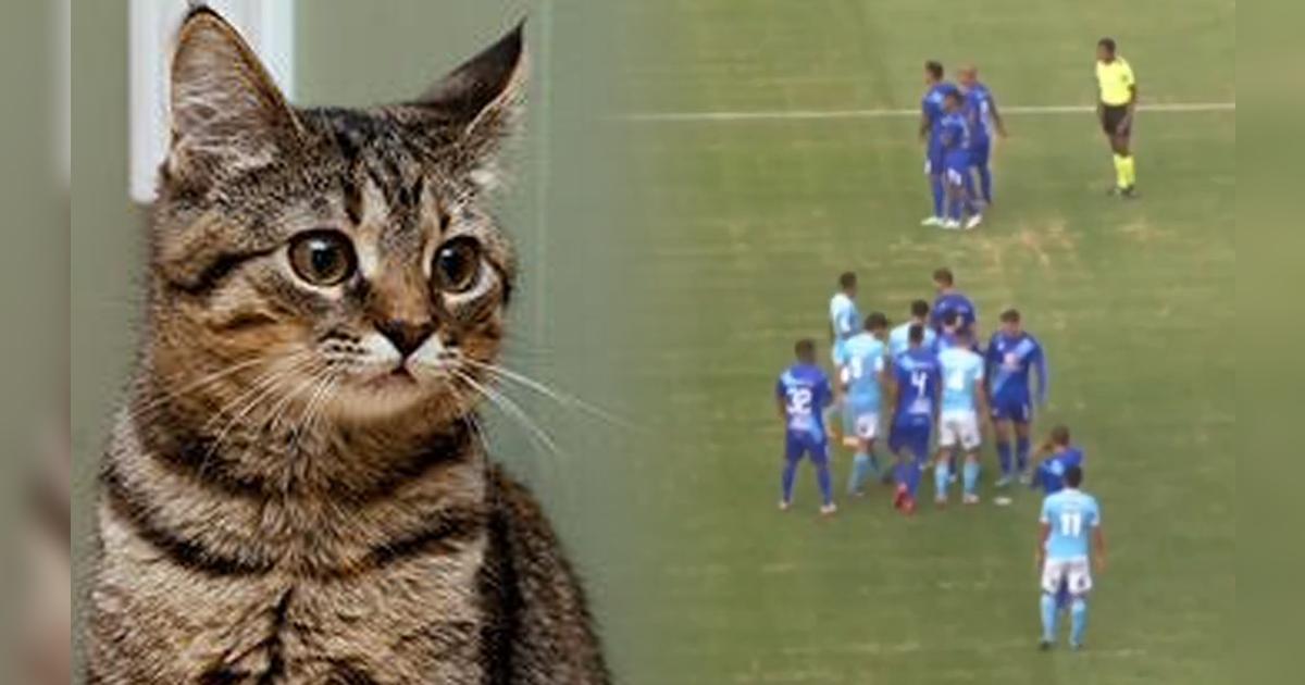 Sporting Cristal vs. Alianza Atlético: un gato interrumpe la ...