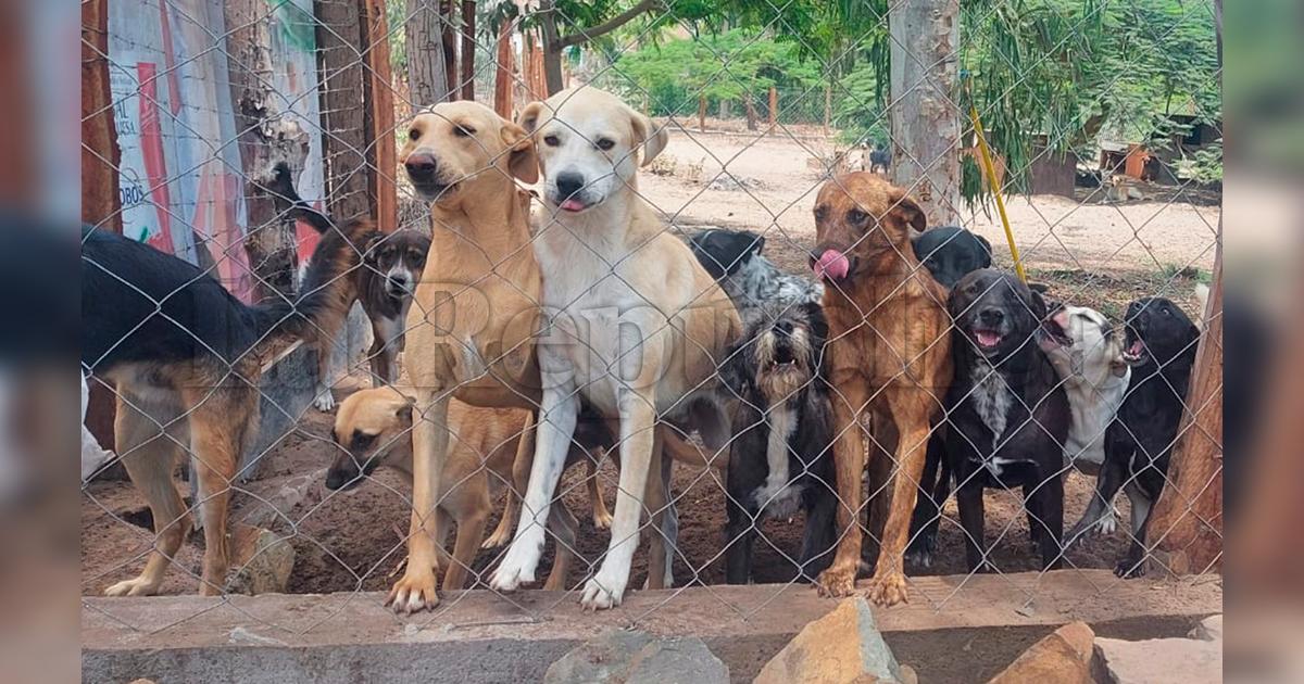 Lima y Callao: albergue realiza actividad pro-fondos para construcción ...