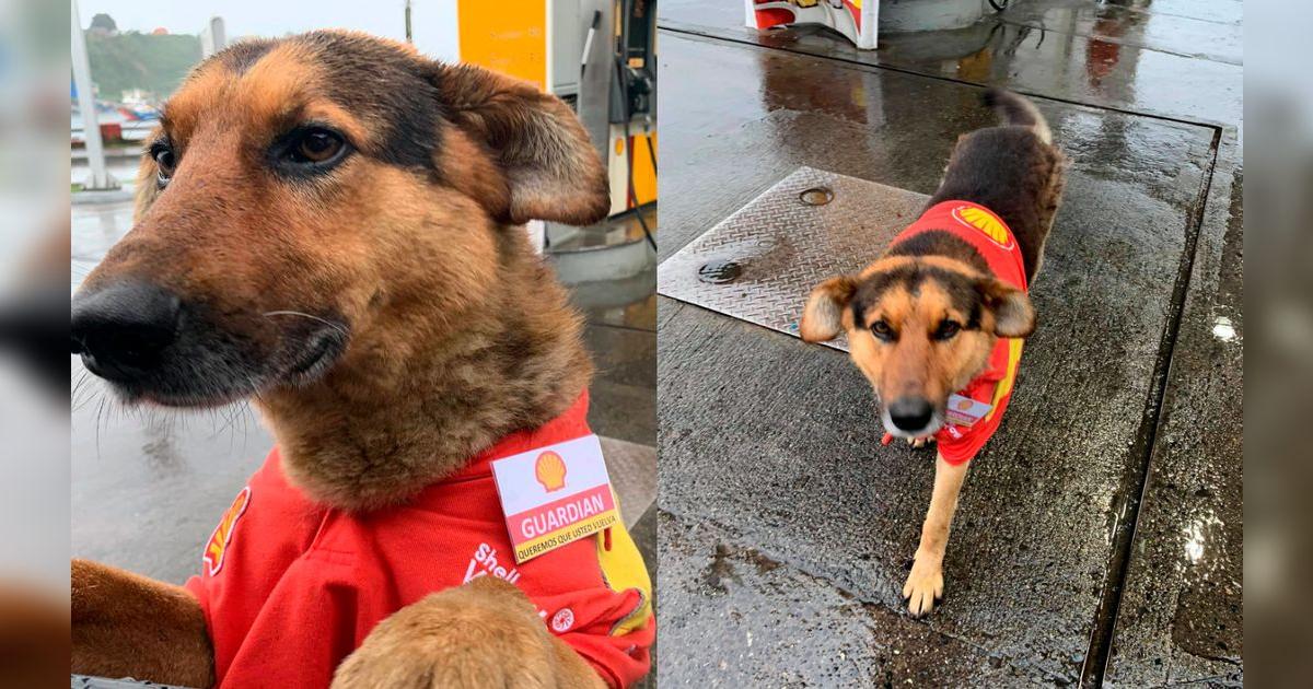 Facebook viral: gasolinera adopta a perrito callejero y lo ‘contrata ...