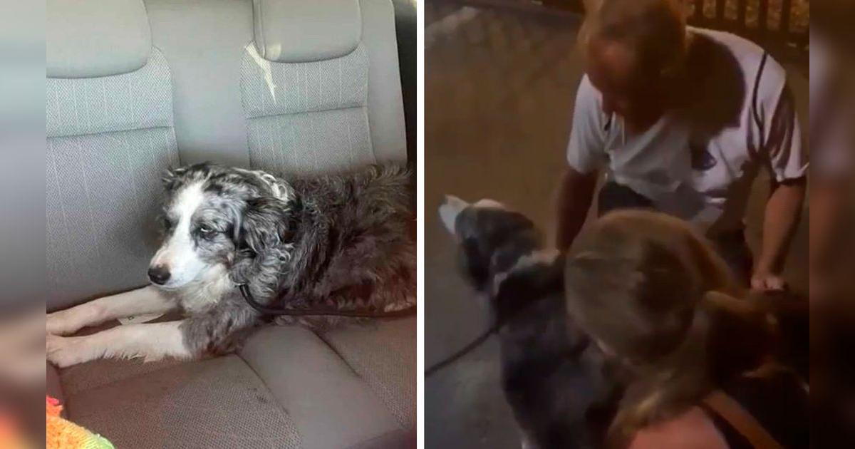 YouTube viral: Jolie, el perrito que nadó durante 2 días en el mar para ...