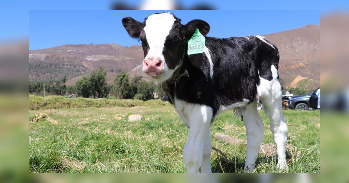 Cajamarca: por inseminación artificial nacen 2 terneros de raza ...