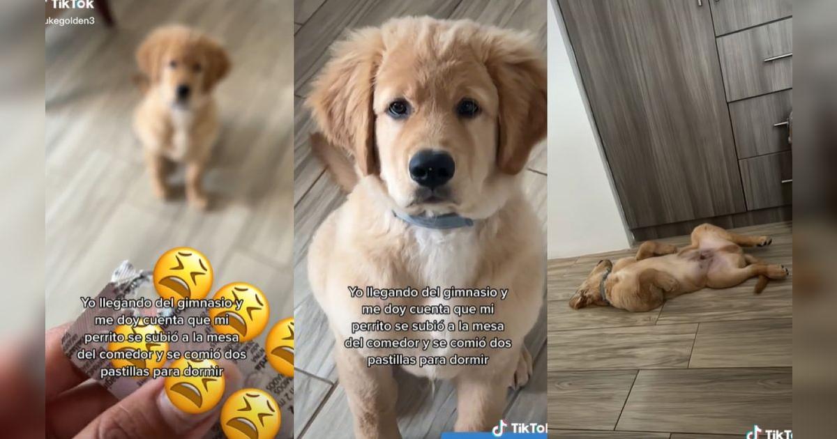 TikTok viral: perrito travieso se come 2 pastillas clonazepam y se ...