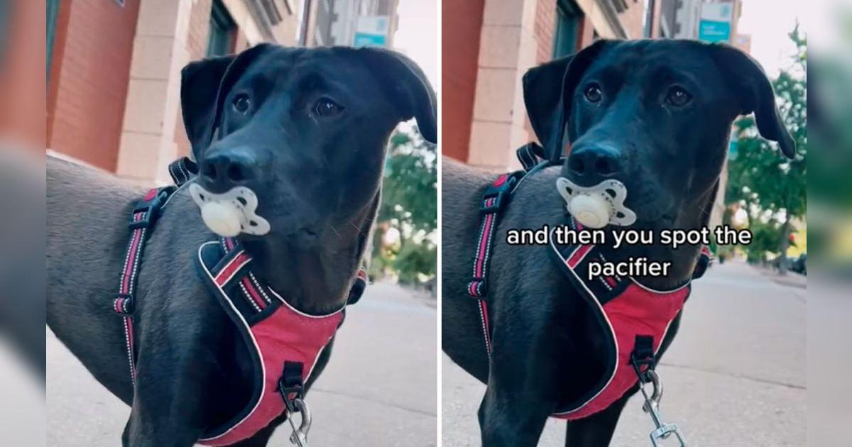 TikTok viral: perrita pasea usando un chupón de bebé que encontró en la ...