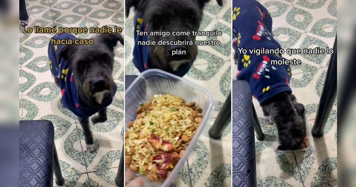 TikTok viral: perrito pide comida en un restaurante y comensal le sirve ...